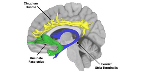 The Cingulum Bundle Navigating Emotions And Memory Very Big Brain
