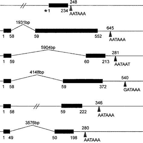 Gene Structure And Chromosomal Localization Of Novel Human Defensin