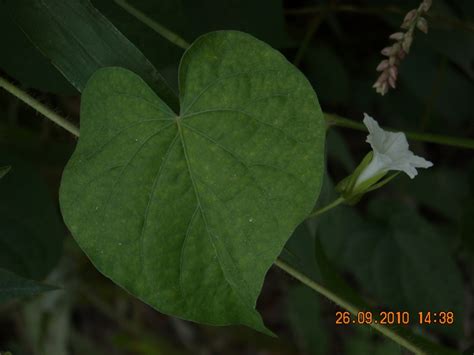 Ipomoea Biflora Eflora Of India