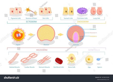 3d Isometric Flat Conceptual Illustration Endoderm Stock Illustration 2433873039 Shutterstock