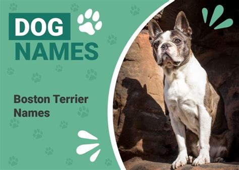 150 Boston Terrier Names Unique And Popular Male And Female Ideas Dogster