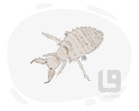 Definition And Meaning Of Doodlebug Langeek