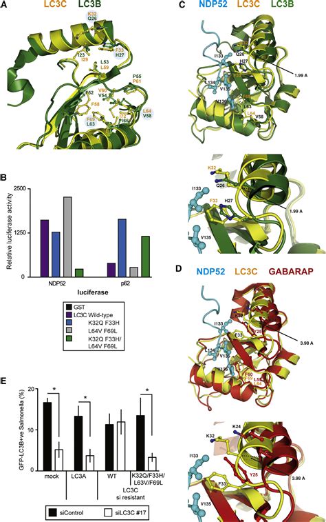 Lc3c Bound Selectively By A Noncanonical Lir Motif In Ndp52 Is