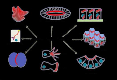 Role Of Actomyosin Contractility In Cellular Morphogenesis Download Scientific Diagram