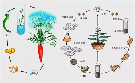 国内外设施农业发展现状及趋势 农机新闻网