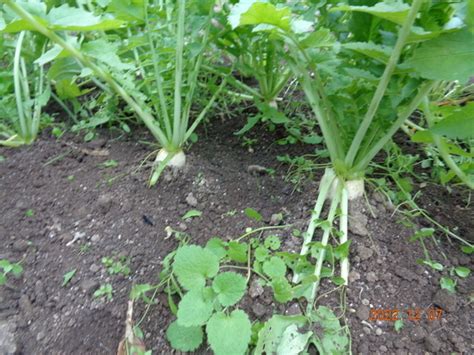 秋ジャガイモデジマ全収穫 海爺の野菜作り