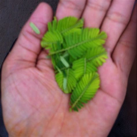 মা মাটি ও মানুষ Ma Mati And Manush