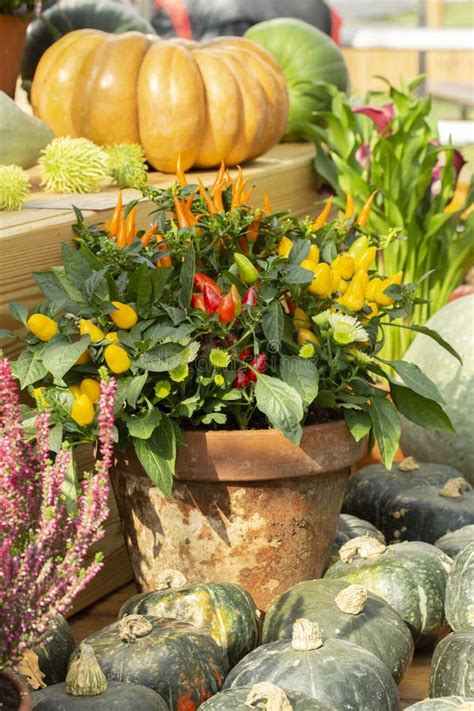 Maduras Hermosas Calientes Telegraph