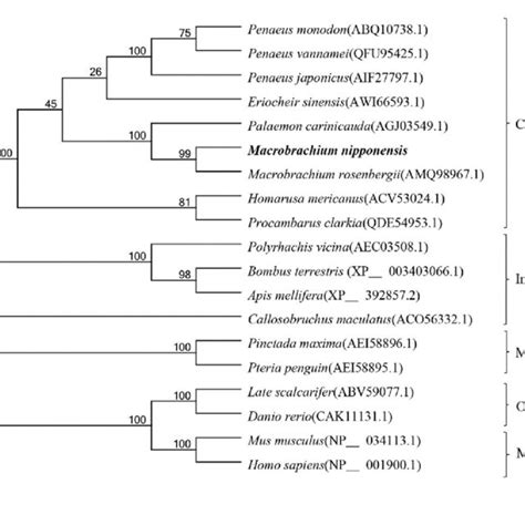 Phylogenetic Tree Of Mn Ctsd The Graph Was Generated By The Mega50