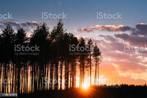 소나무 숲에서 일몰 일출 화창한 봄 침 엽 수림에서 태양 햇빛 햇빛 태양 광선은 나무 실루엣 풍경 밝은 다채로운 극적인 하늘과 어두운 땅에 숲을 통해 빛 숲에 대한 스톡