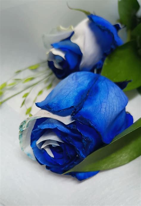 인천논현동 꽃집 드블뤼엔 블루장미 파란장미 꽃말 기적 같은 사랑 포기하지 않는 사랑 기념일 꽃다발 추천 네이버 블로그