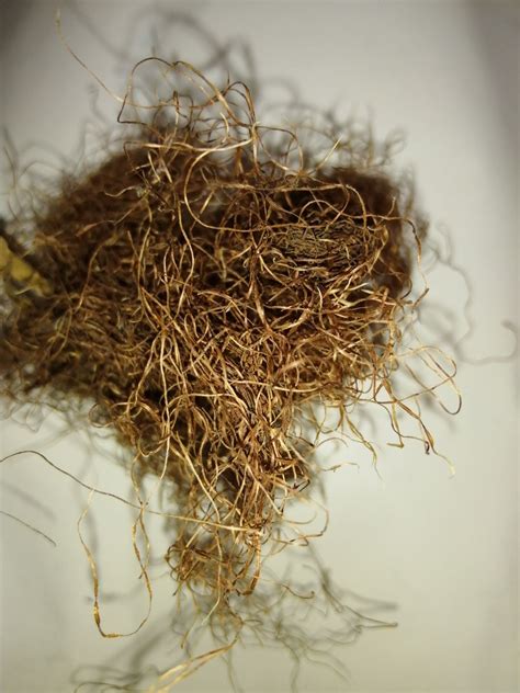 【Царевична коса свила】• 50гр • Цена • Здраве и Вино