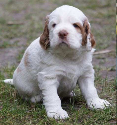 Clumber Spaniel Price Range Clumber Spaniel Puppies For Sale
