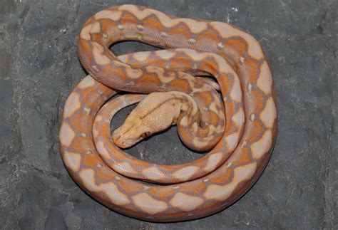 Renick Ghost Reticulated Python By Molecular Reptile Morphmarket
