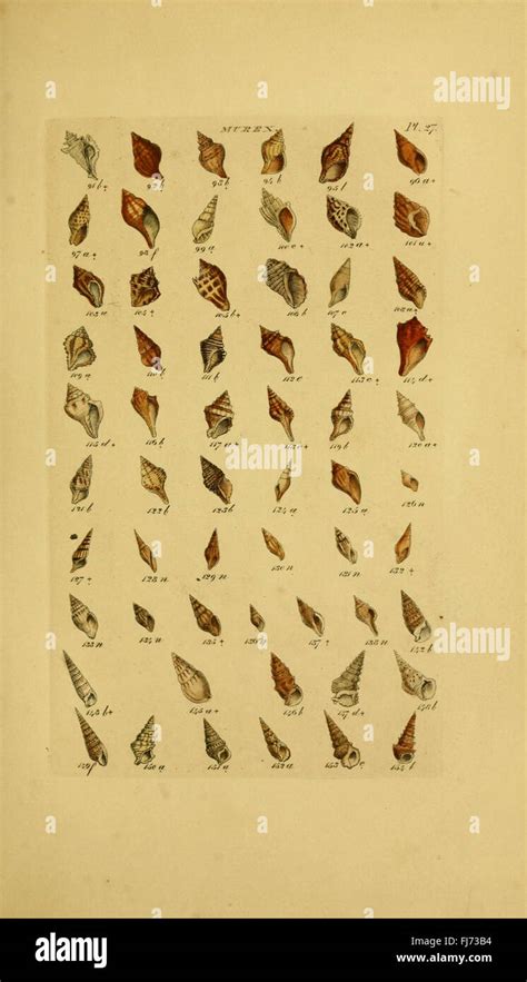 A Catalog Of Mollusk Shells Focusing On Species Identification And The Classification Of