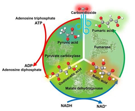 Fumaric Acid Synthesis Using M [image] Eurekalert Science News Releases