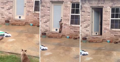 Guy Records His Cats First Interaction With The Newly Installed Cat Door TwistedSifter