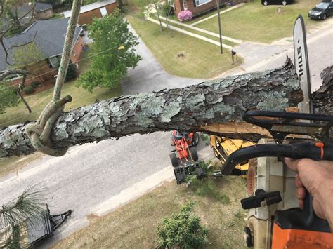 Commercial Residential Tree Trimming Tree Care Service Tree Removal