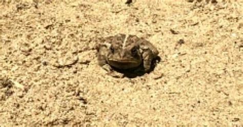 Fowler Toad Album On Imgur