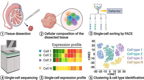 The Steps Of Singlecell RNA Sequencing ScRNAseq Adapted And