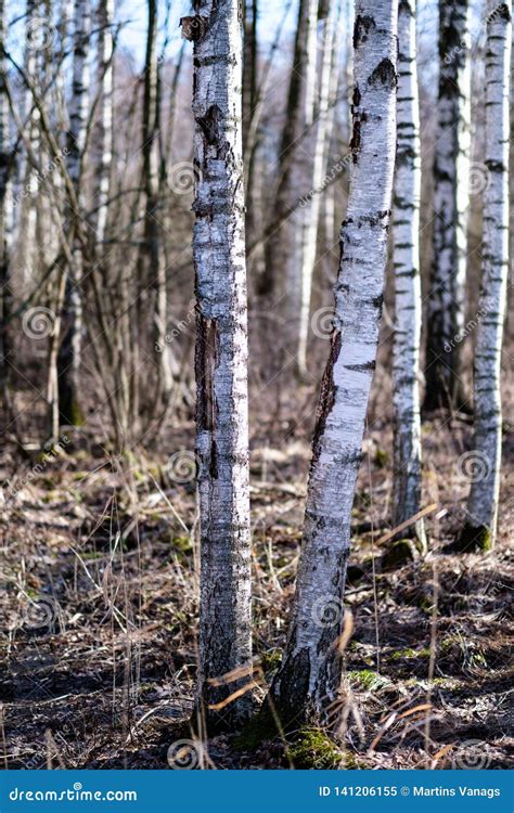 Birch Trees With Damaged Bark In Naked Winter Landscape Stock Image