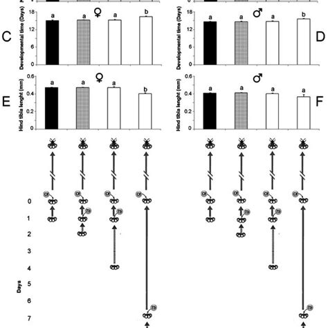 The Number Emerging A Sex Ratio B Developmental Time And Size Of Download Scientific