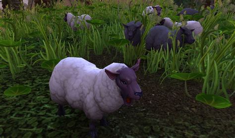 Sheep Npc World Of Warcraft