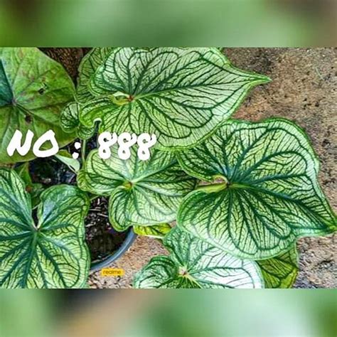 Каладиум 888 – купить за 1 200 ₽ | ADENIUMLAND
