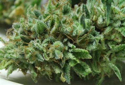Charlottes Web Tout Savoir Sur Cette Variété De Cannabis Newsweed
