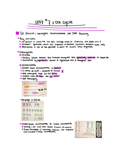 Unit 7 Cell Cycle Unit 7 Heidi Engelhart Biol 130 Studocu