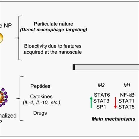 Inorganic Np Mediated Macrophage Polarization Towards Regeneration The