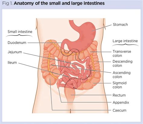 What Best Describes The Duodenum Jejunum And Ileum