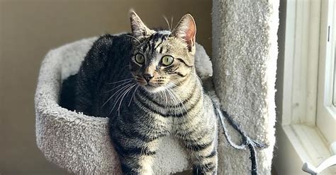 please keep all paws inside the cat post album on imgur
