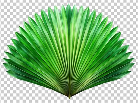 Lush Green Palm Fan Leaf Premium Ai Generated Psd
