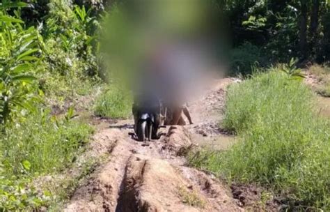 အင်းတော်ကြီးဒေသတွင် ရွှေတူးဖော်နေသည့် ဘက်ဟိုး ၄၇ စီးကို ပိုင်ရှင်မဲ့အဖြစ် စစ်ကောင်စီဖမ်းဆီး