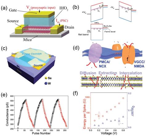 Charge Trapping Detrapping And Ionic‐gate Based Synaptic Transistor A Download Scientific