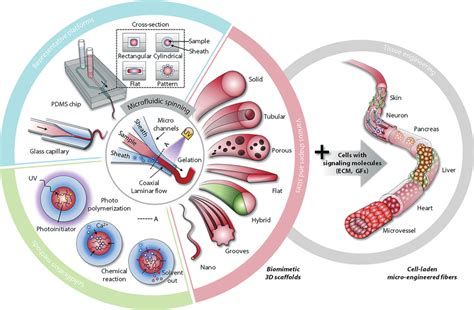 Overview Of The Various Microfluidic Spinning Methods Used To Fabricate Download Scientific