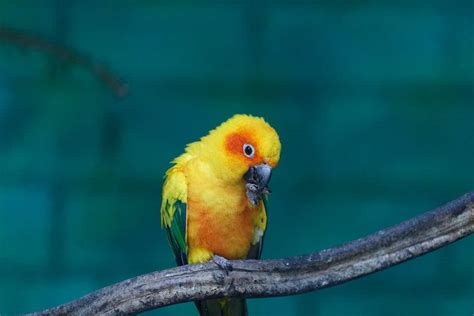 Nanday Conure A Comprehensive Guide By A Parrot Lover Birds Coach