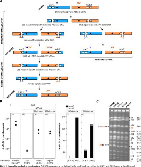 Figure 2 From Reshuffling Yeast Chromosomes With Crisprcas9 Semantic