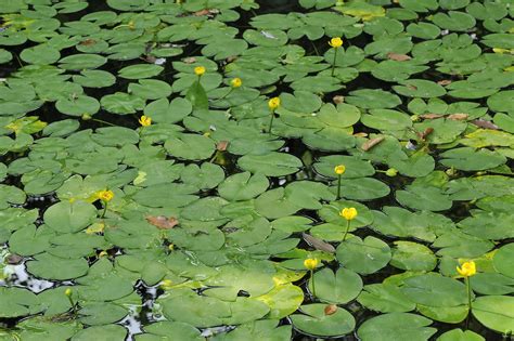 Nuphar Shimadai Flickr