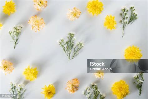 국화와 커터 꽃 구성 흰색 배경에 다양한 노란색 또는 주황색 꽃과 녹색 잎으로 만든 패턴과 프레임 플랫 레이 탑 뷰 복사 공간 봄 여름 개념 0명에 대한 스톡 사진 및 기타