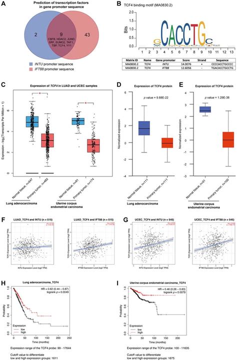 Tcf4 Was Identified As A Potential Transcription Factor That Mediates