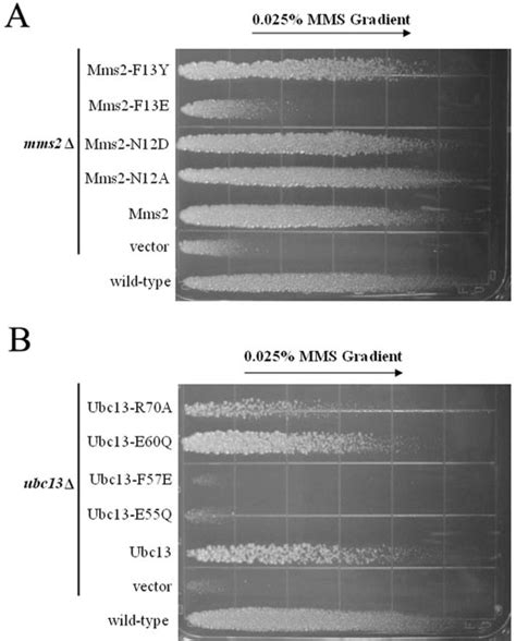 Functional Complementation Of Yeast Ubc13 And Mms2 Mutants By