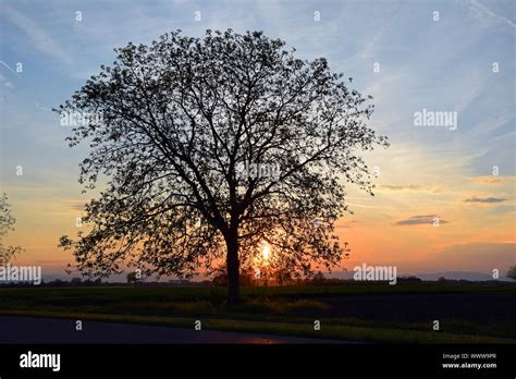 Tree At Sunset Stock Photo Alamy