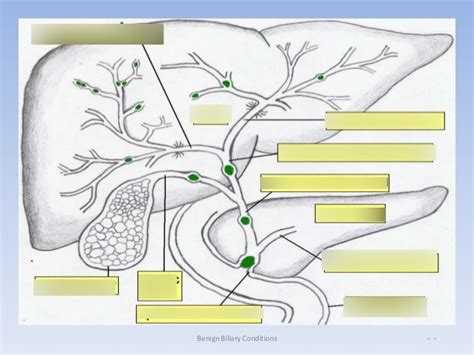 Biliary Tree Diagram Diagram Quizlet Biliary Tree Diagram Diagram Quizlet