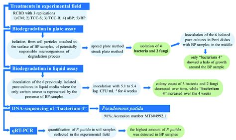 Graphical Scheme Of The Experimental Activities Rcbd Randomized Download Scientific Diagram
