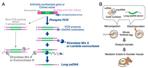 An Optimized Preparation Method For Long Ssdna Donors To Facilitate Quick Knock In Mouse Generation