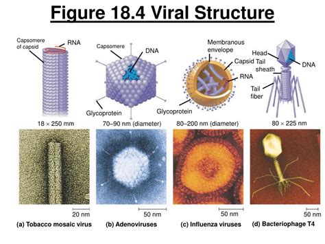 Ppt T4 Bacteriophage Infecting An E Coli Cell Powerpoint