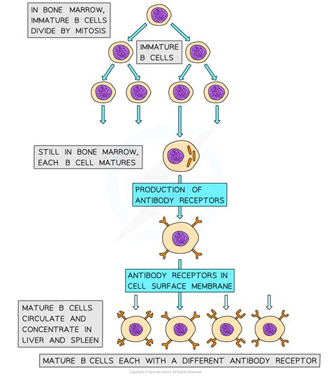 Cie A Level Biology复习笔记1113 Primary Immune Response 翰林国际教育