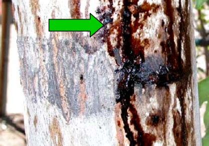 Plant Diseases Plant Diseases University Of Nevada Reno